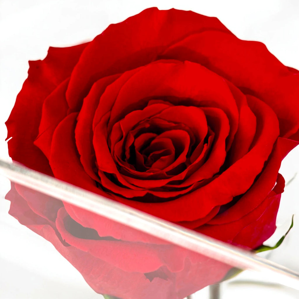 Imperiora – Rosata Floral